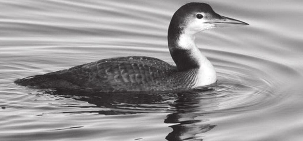 SPECIES SPOTLIGHT: COMMON LOON - Eufaula Indian Journal