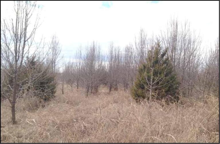 Callery pear tree as invasive as eastern redcedar; consider alternatives