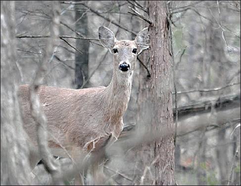 State's most-popular deer hunting season will open this weekend ...