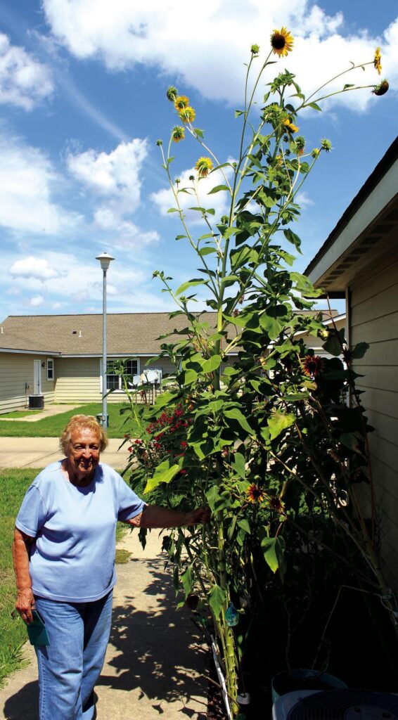 Mary Jordan admires her sunflower - Eufaula Indian Journal