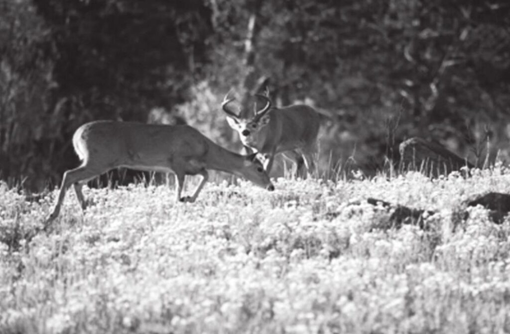 Apply today for controlled hunts