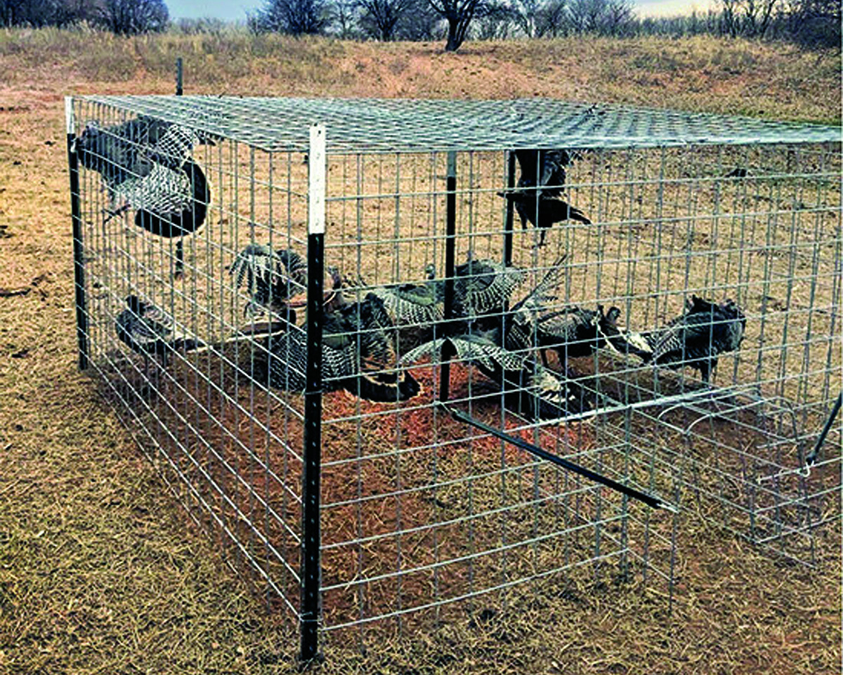 Research teams trap over 40 turkeys in March - Eufaula Indian Journal