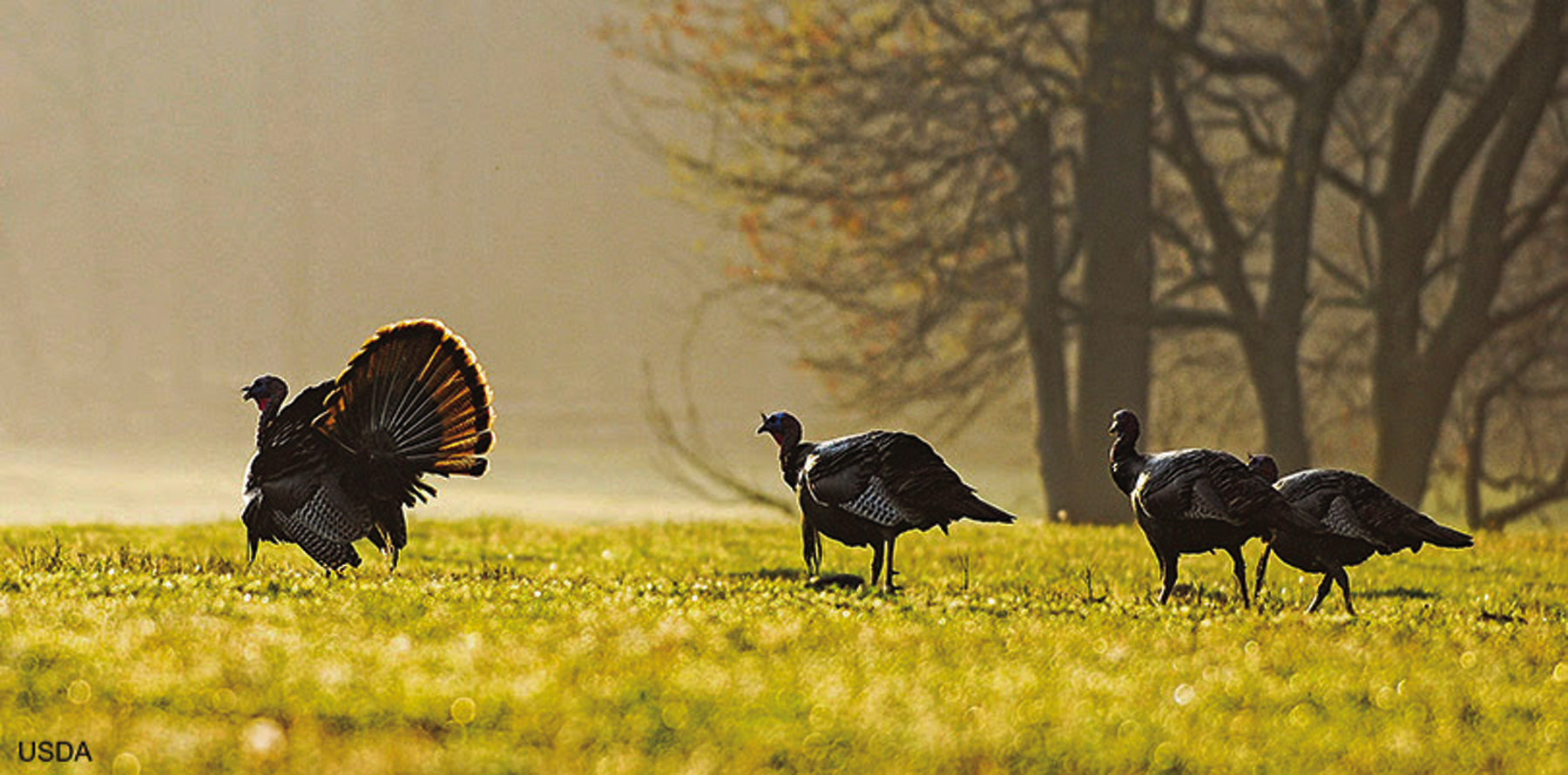 Wild Turkey Field Day June 14 - Eufaula Indian Journal
