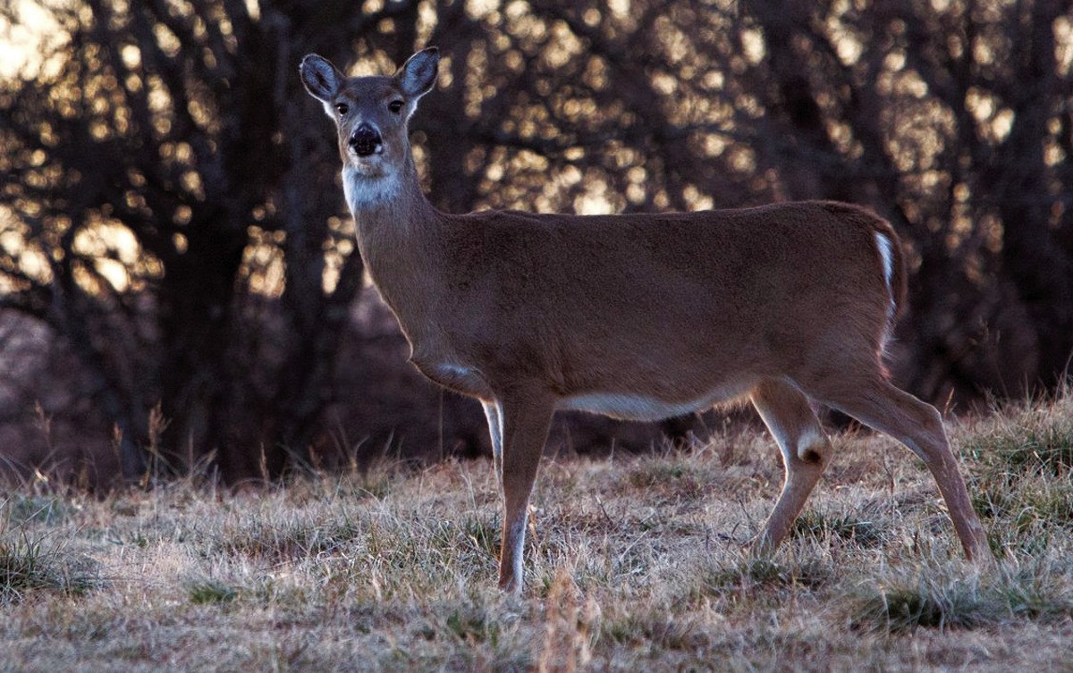 Second sick deer found as cases of Wasting Disease increases - Eufaula ...