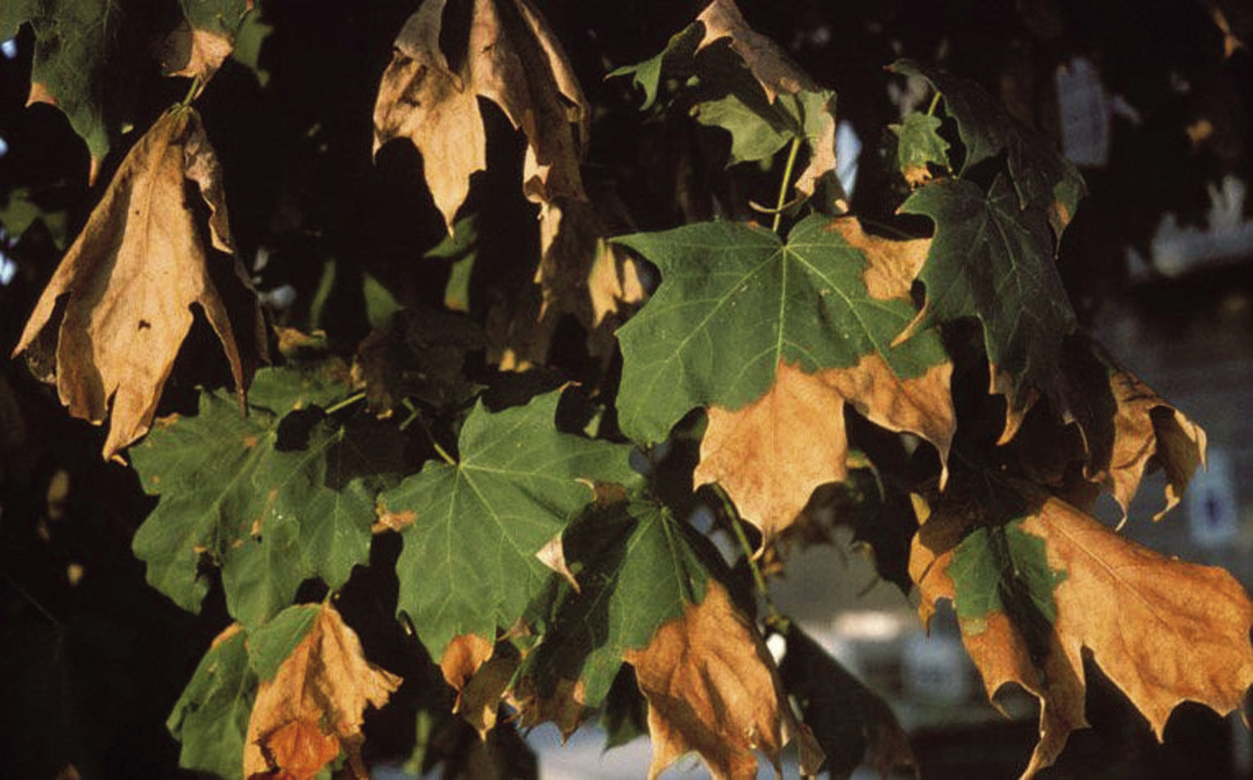 Heat and drought-stressed trees are susceptible to disease - Eufaula ...