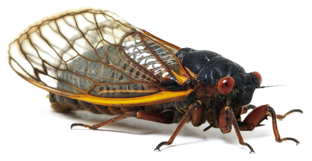 We may become sick of cicada serenade - Eufaula Indian Journal